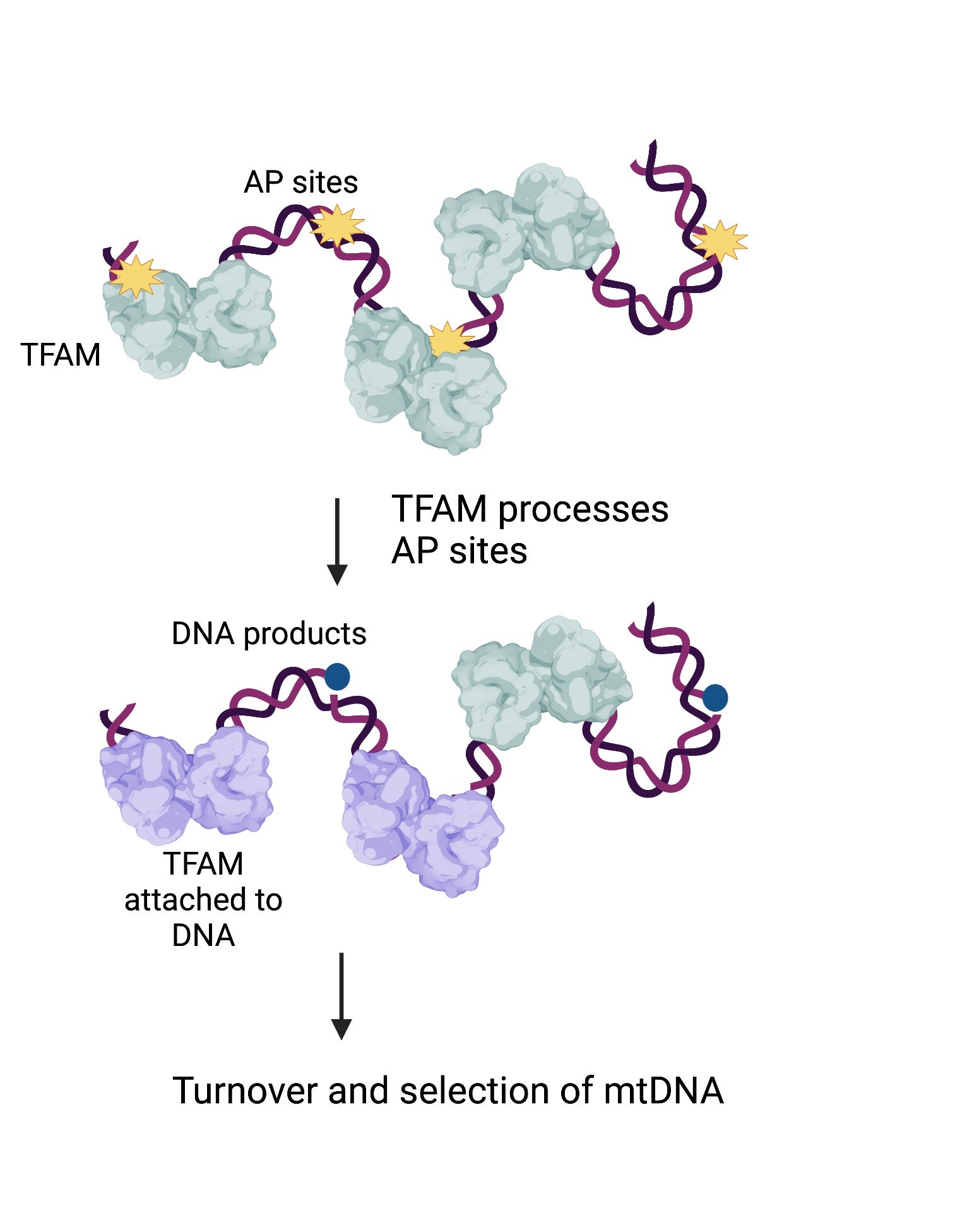 Ray of hope for mitochondrial diseases: protein’s surprising second ...